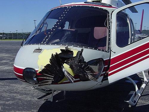 FAA Promotes Rotorcraft Bird Strike Avoidance | Aviation International News