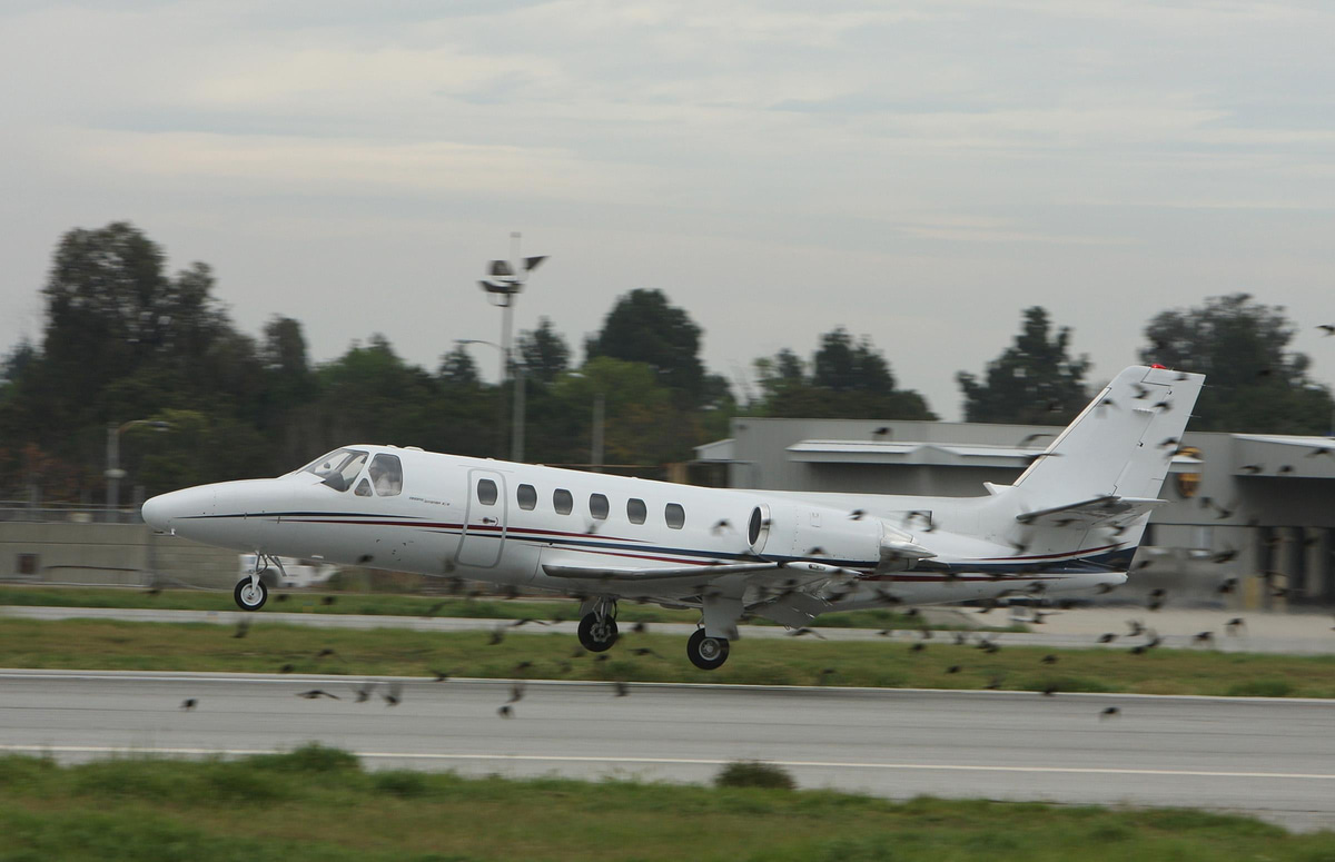 Bird Strike Research Seeks Mitigation Strategies | Aviation ...