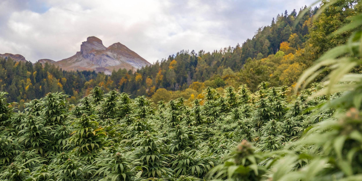 AINsight: CBD Still Risky Business for Pilots | Aviation International News