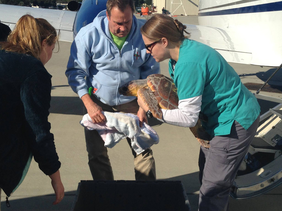 Business Aircraft Transport Turtles | Aviation International News